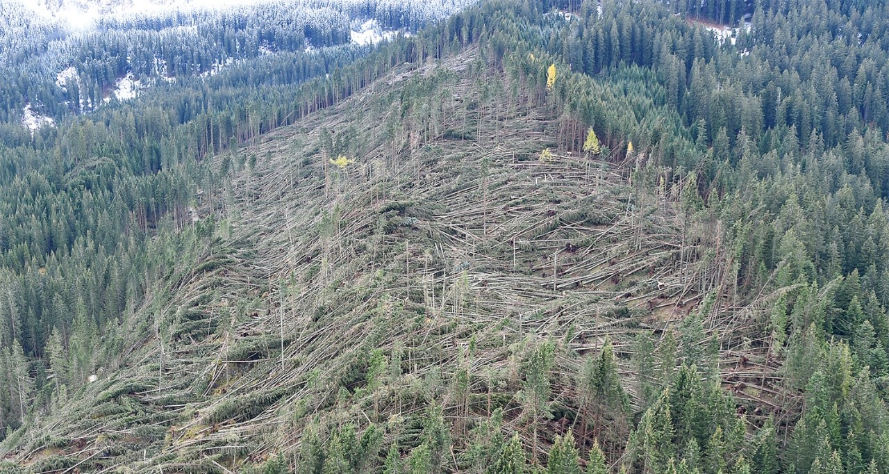 Biggest windthrow volumes