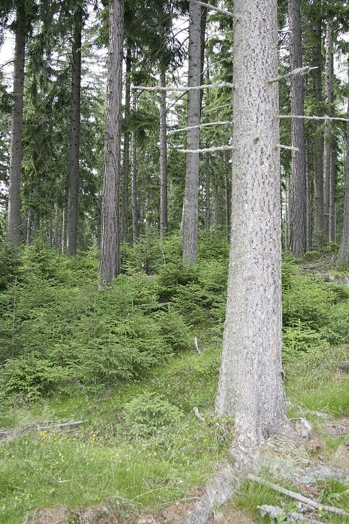 Weyerhaeuser buys forests in the US-Northwest