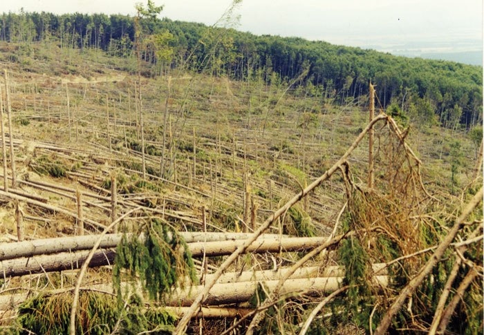 Up to 800.000 sm³ of windthrow in Sweden