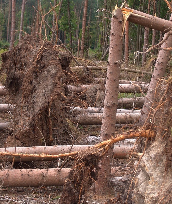 1.5 million sm³ of windthrow timber