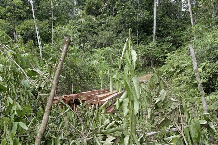 Illegal logs from Congo?