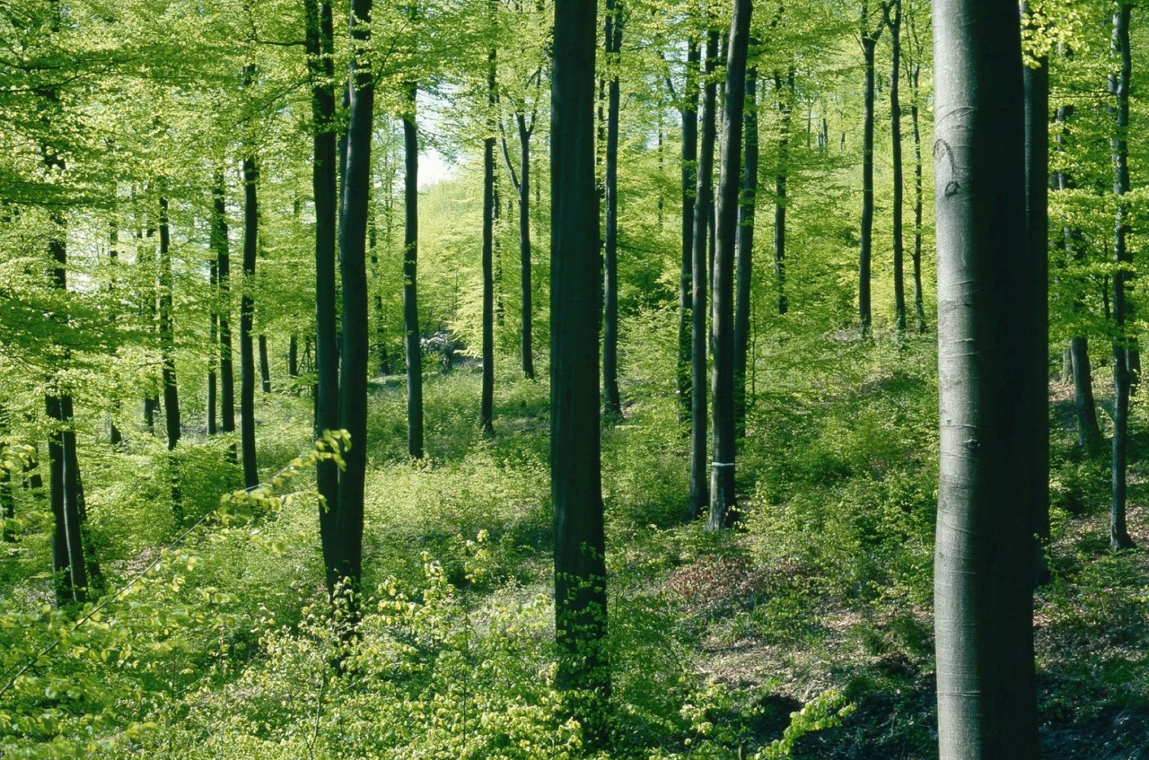 Declining quality of veneer from German forests