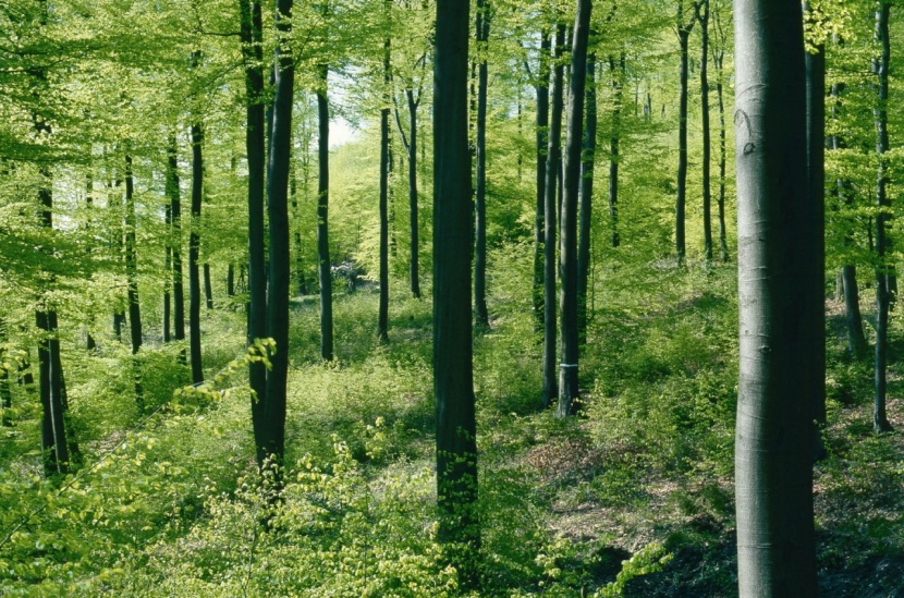 Declining quality of veneer from German forests
