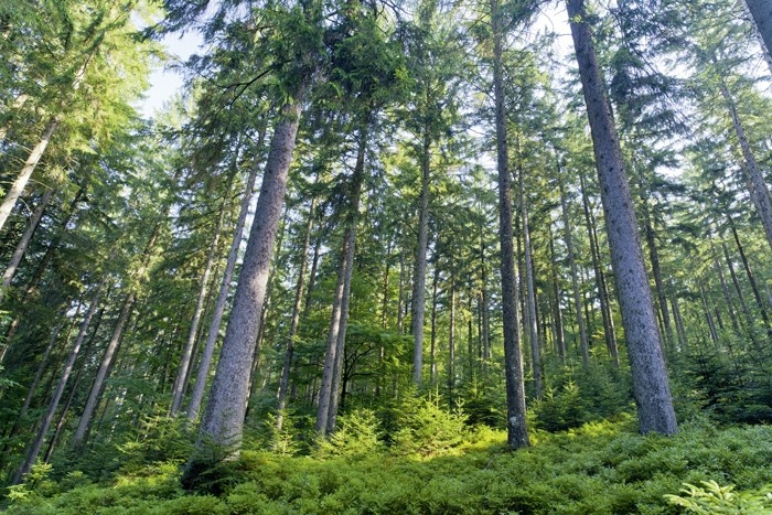 Forests Of Eastern Europe