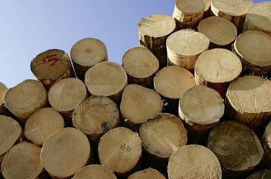 Illegal timber trafficking causes damages running into billions