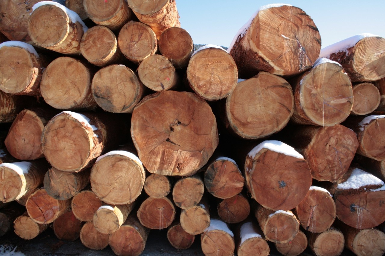 Australian log exporters turn to export markets