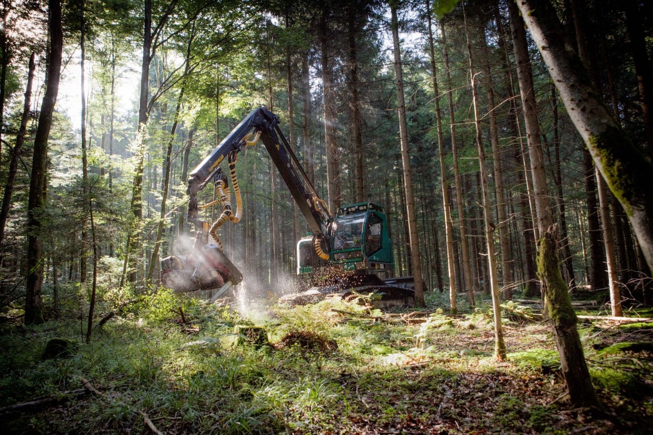 Logging volumes will increase