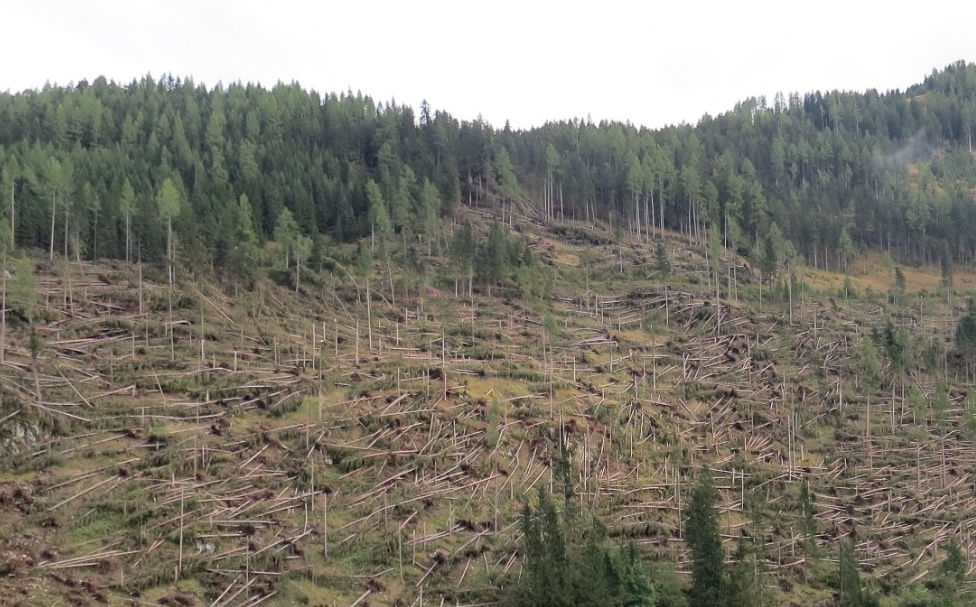 Barren spell for spruce and forestry