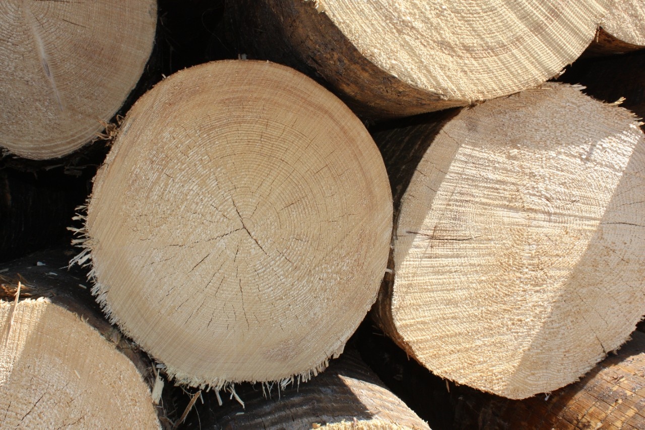 Softwood log exports nearly doubled