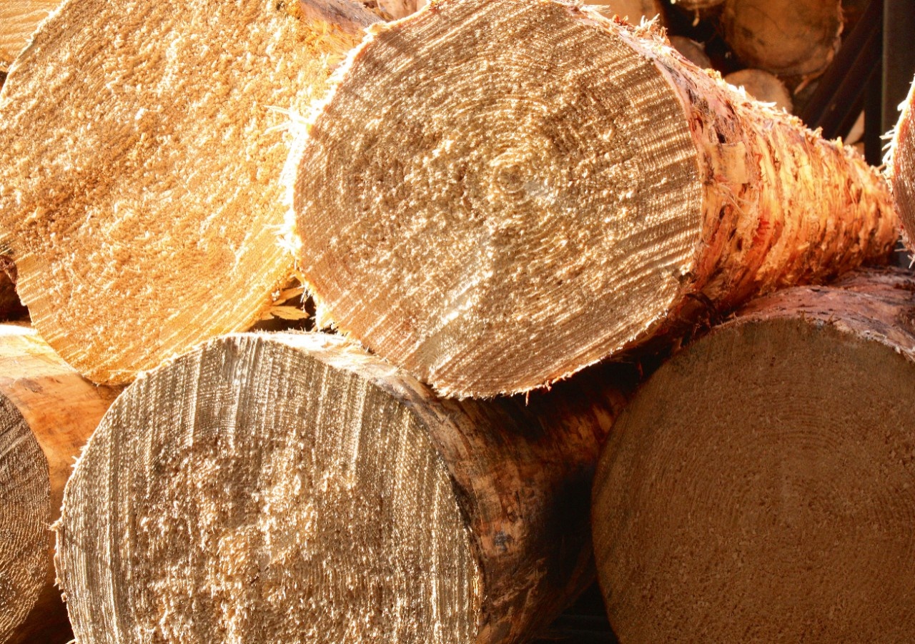 Softwood log exports to China doubled