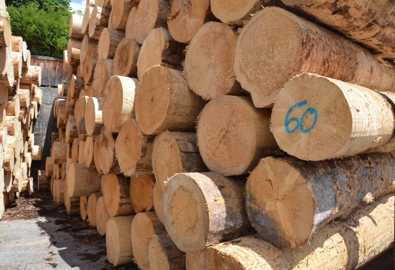 Increase in softwood log exports