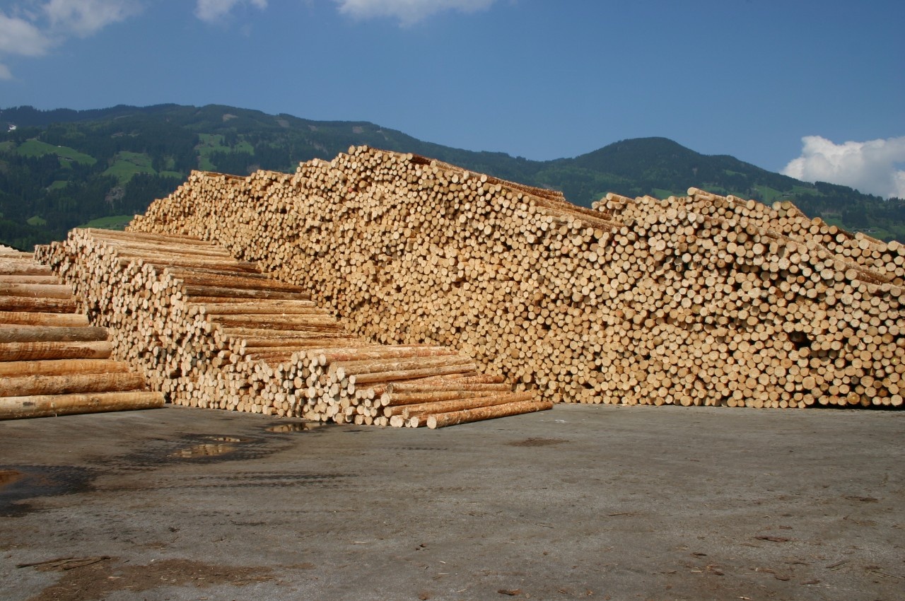 Softwood log imports from Europe doubled