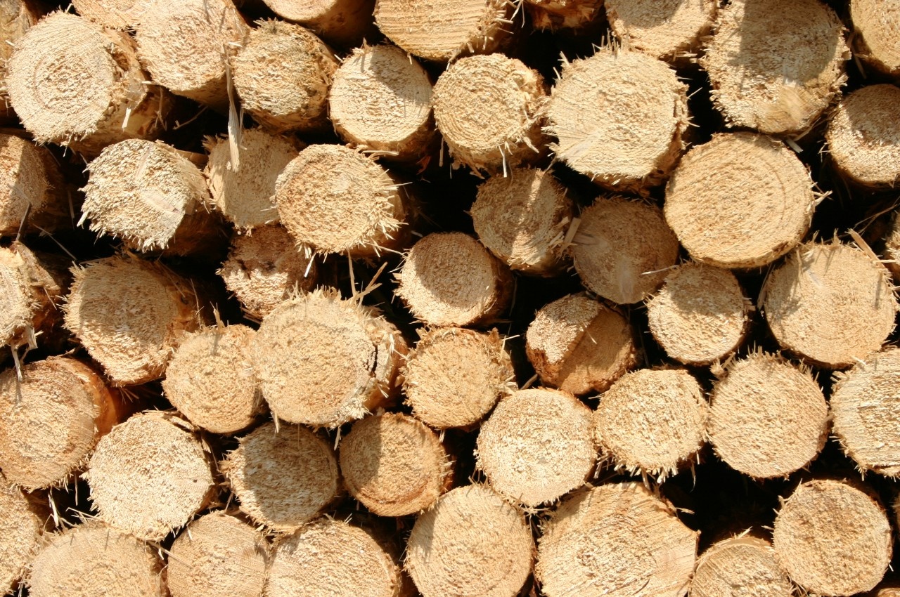German softwood log exports down by 11%