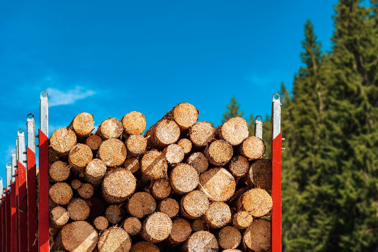 Czech log wood with a record price