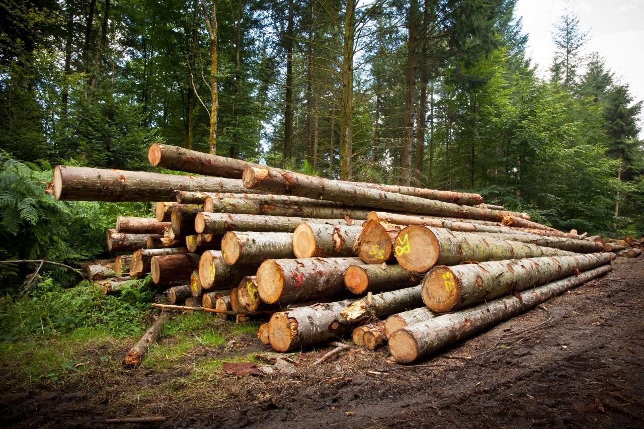 Forestry sector with a more positive outlook