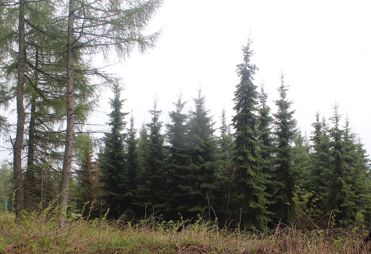The future of the German spruce