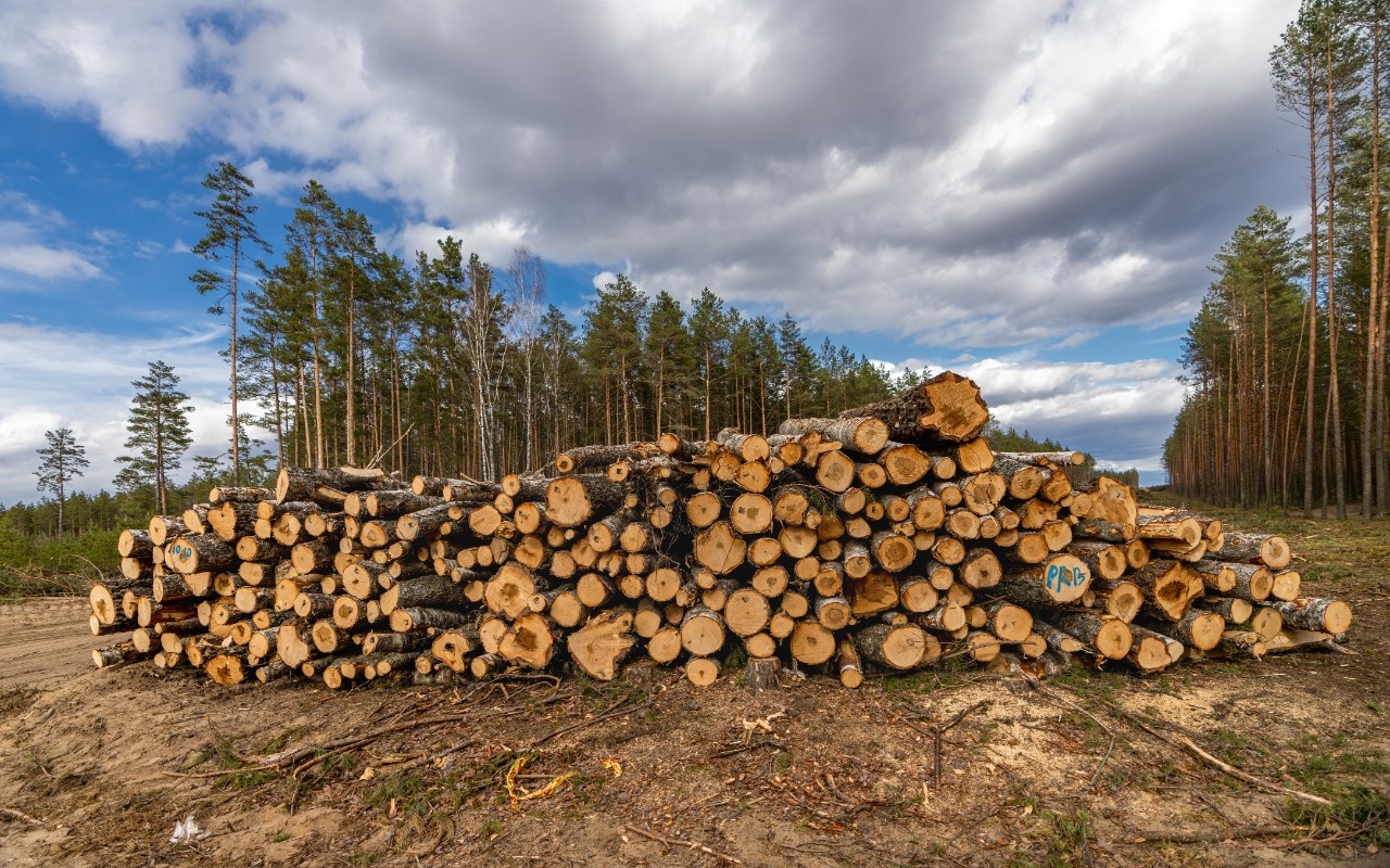 Increasing softwood log shortage in Germany