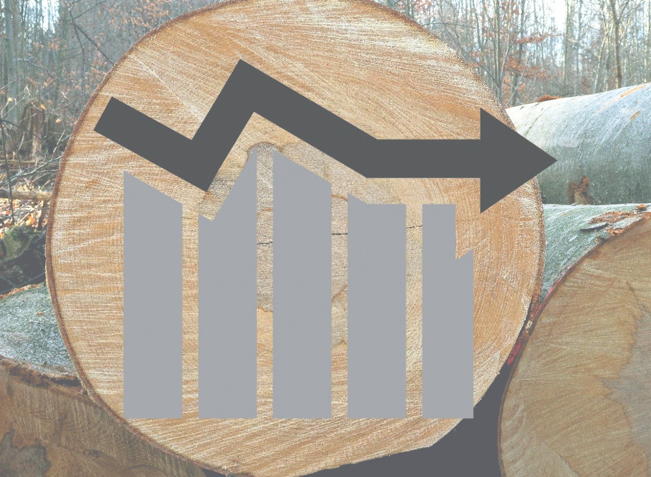 Spruce up, oak and beech unchanged compared to 2024