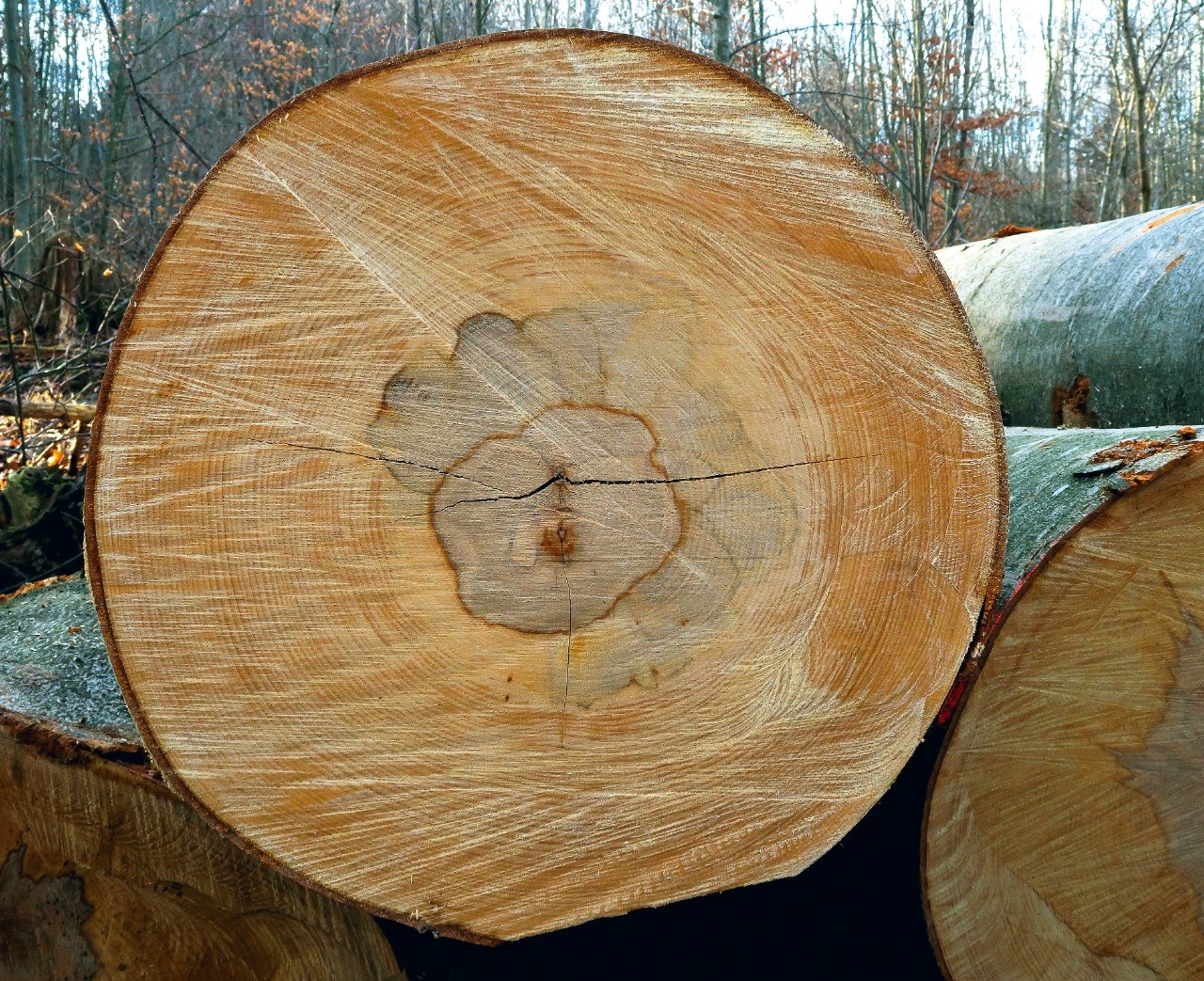 Smaller volumes of beech log wood from Germany to China