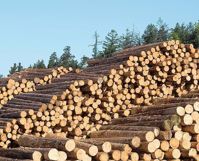 China's timber imports on the rise again