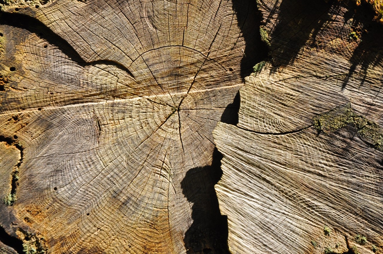 Tires made from wood